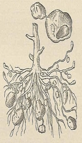 The cultivated potato, solanum tuberosum was first domesticated in the ...
