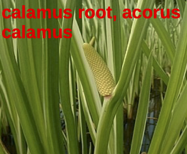 Calamus root, acorus calamus is a grass-like plant that grows by water ...